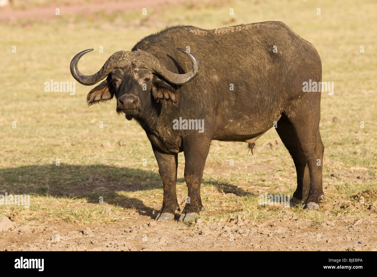 African buffalo bull Stock Photo - Alamy