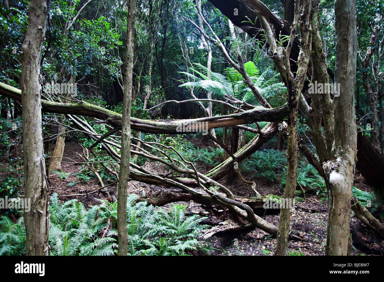 Rain forest at Lilly Pilly Gully walk, Wilsons Promontory, Victoria ...
