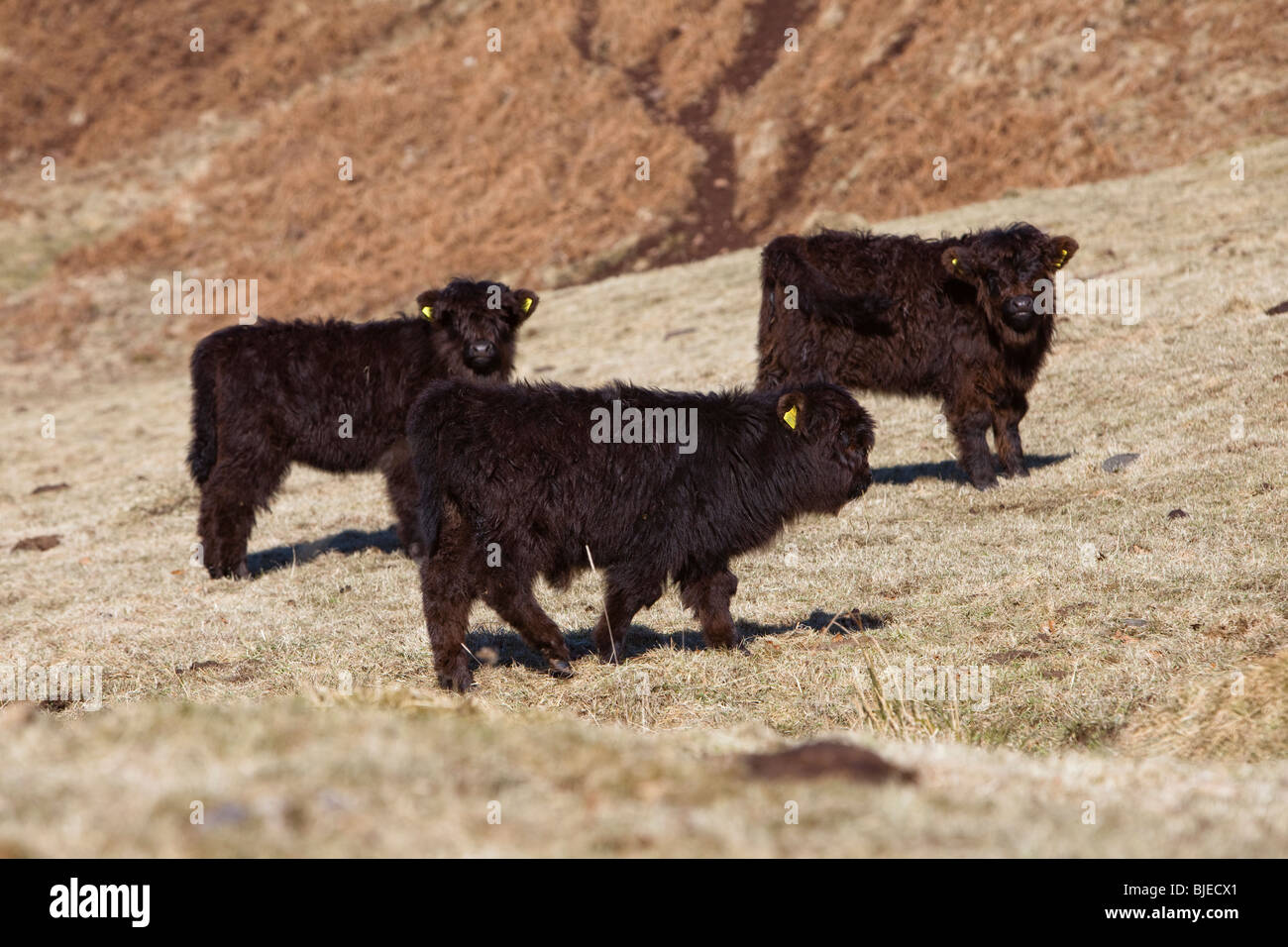 Group of calves hi-res stock photography and images - Alamy