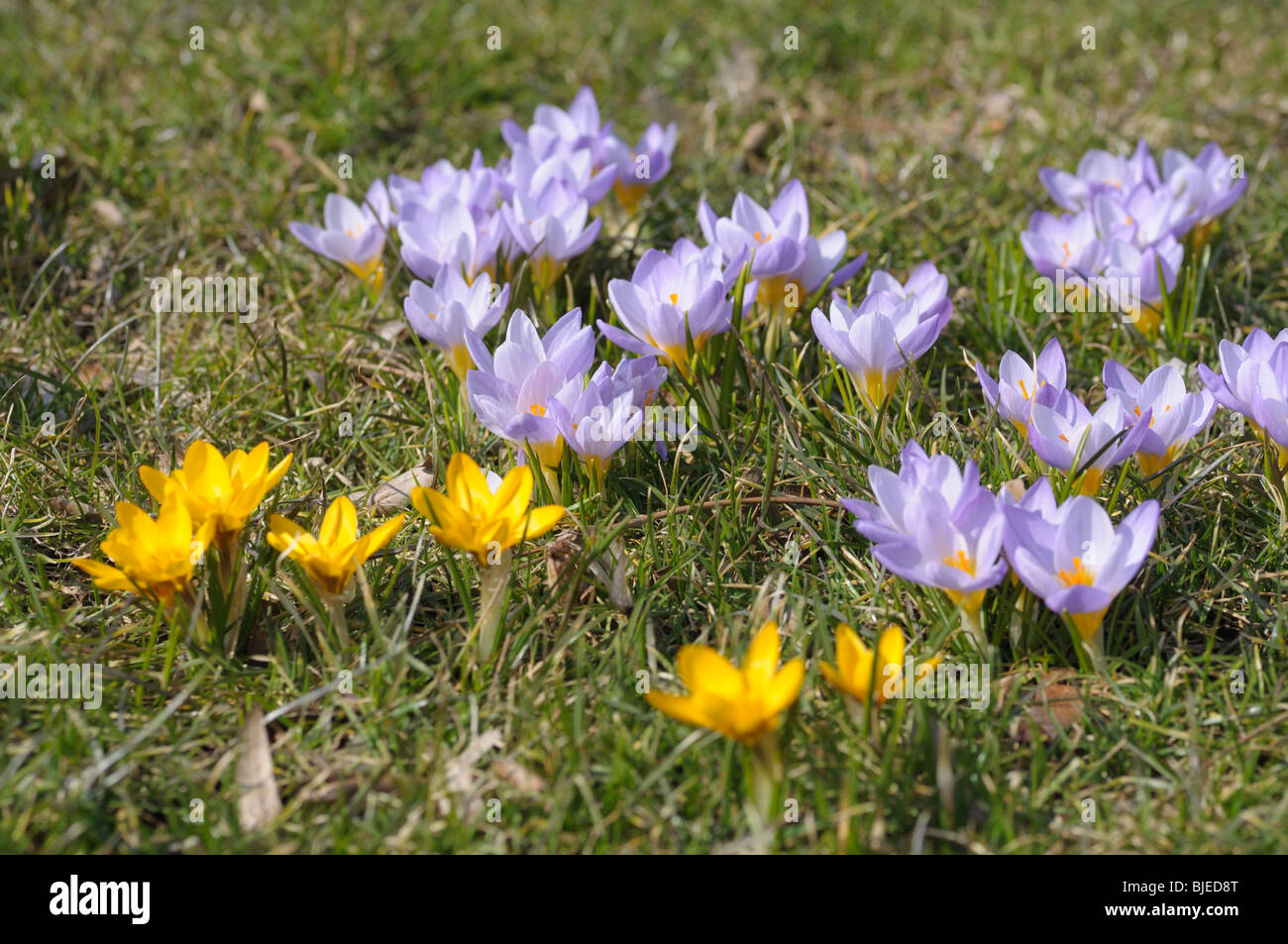 Yellow and purple crocus flowers Stock Photo - Alamy