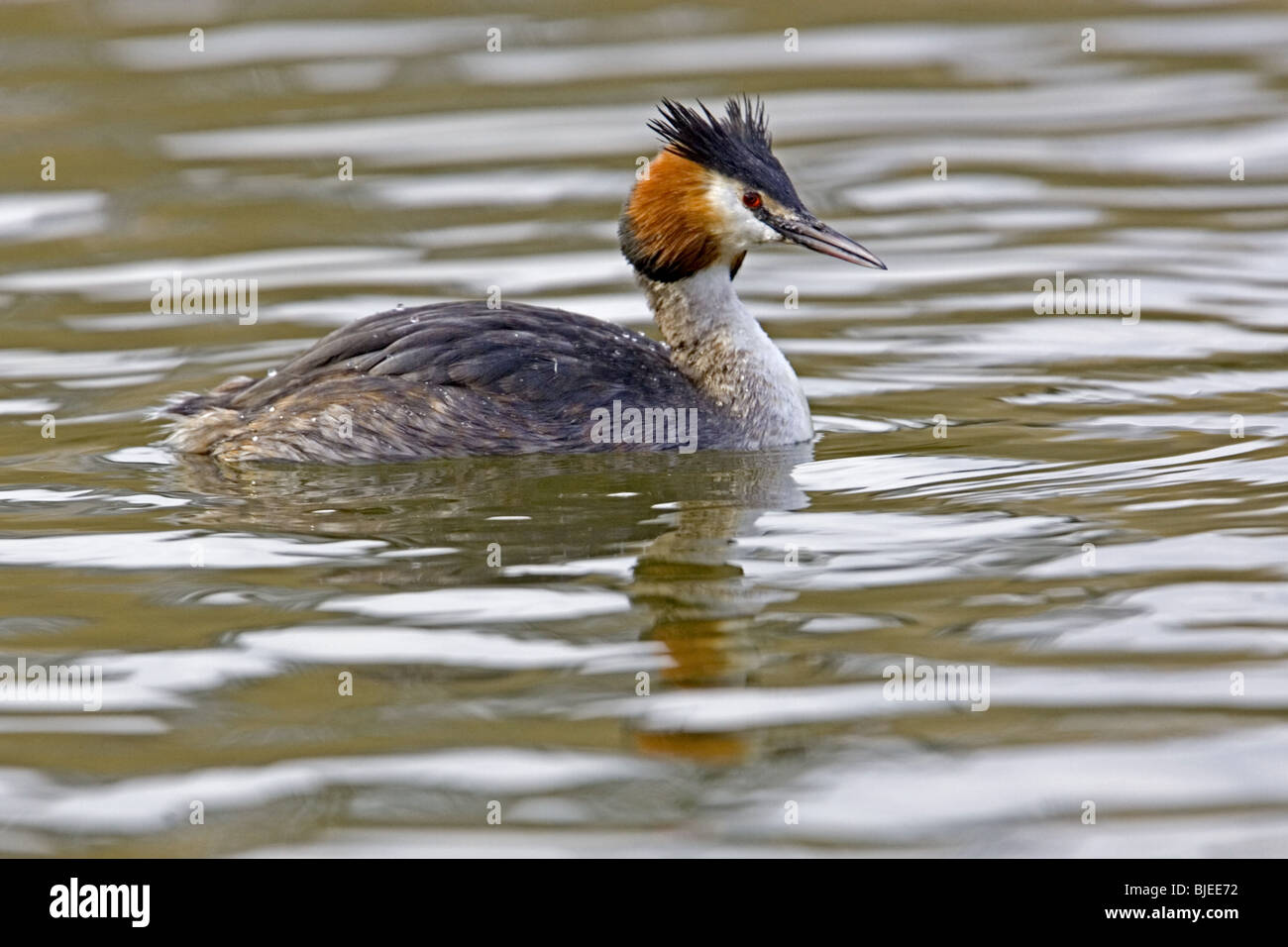 Great crested grebe in breeding plumage Stock Photo - Alamy