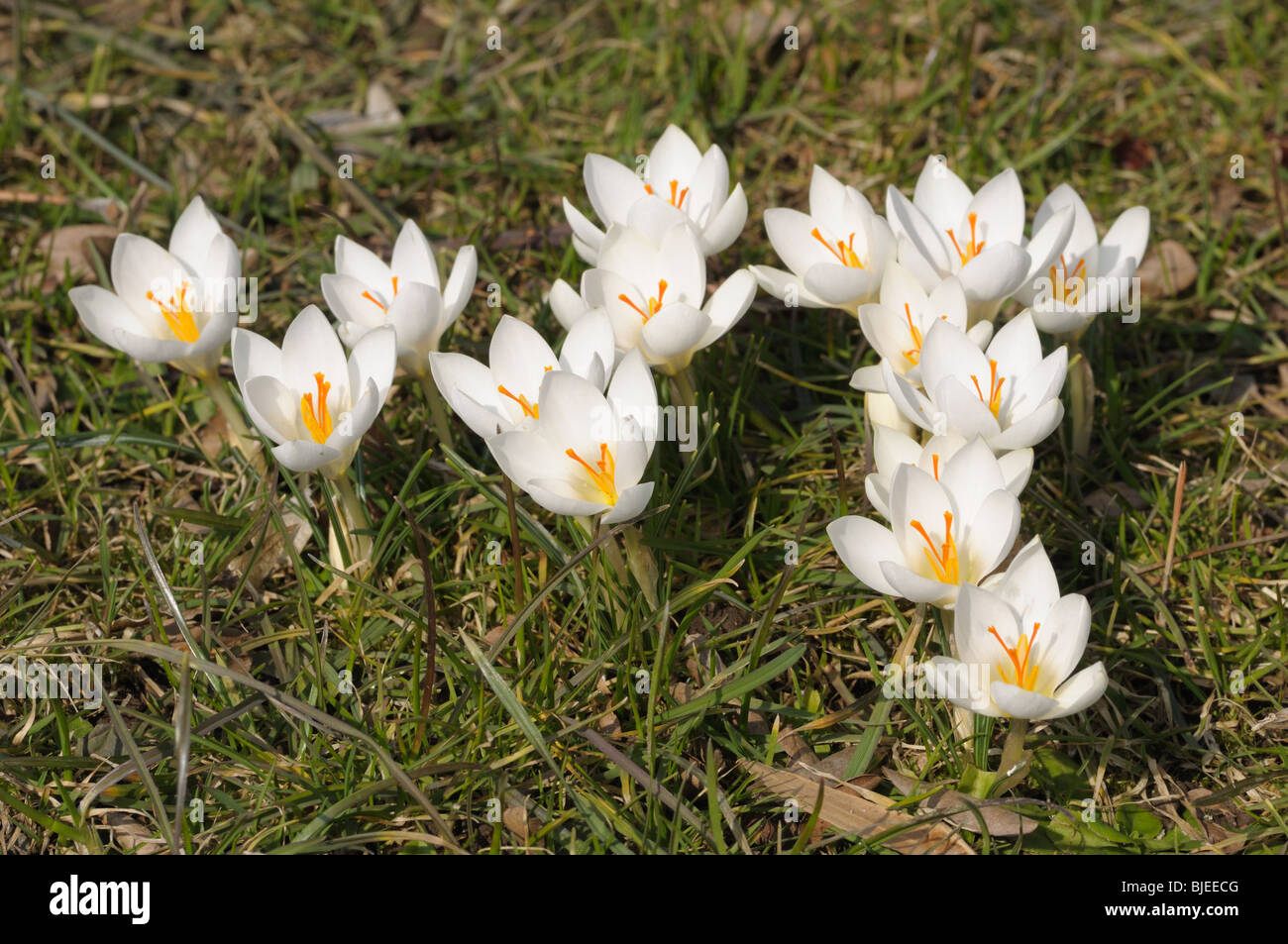 Crocus spring flowers hi-res stock photography and images - Alamy