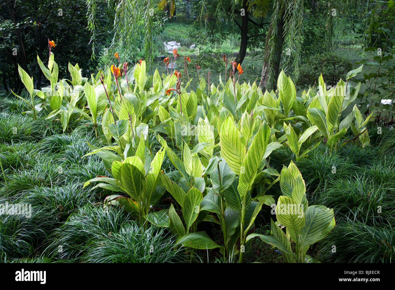 Canna plants in Xi Hu, West Lake, Hangzhou, China Stock Photo - Alamy