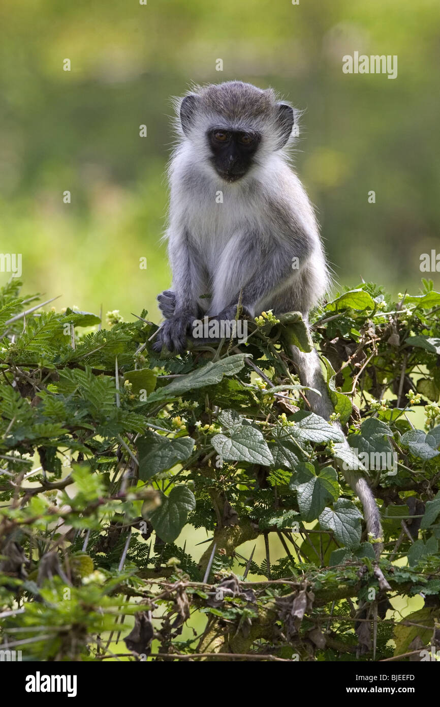 Black faced monkey hi-res stock photography and images - Alamy