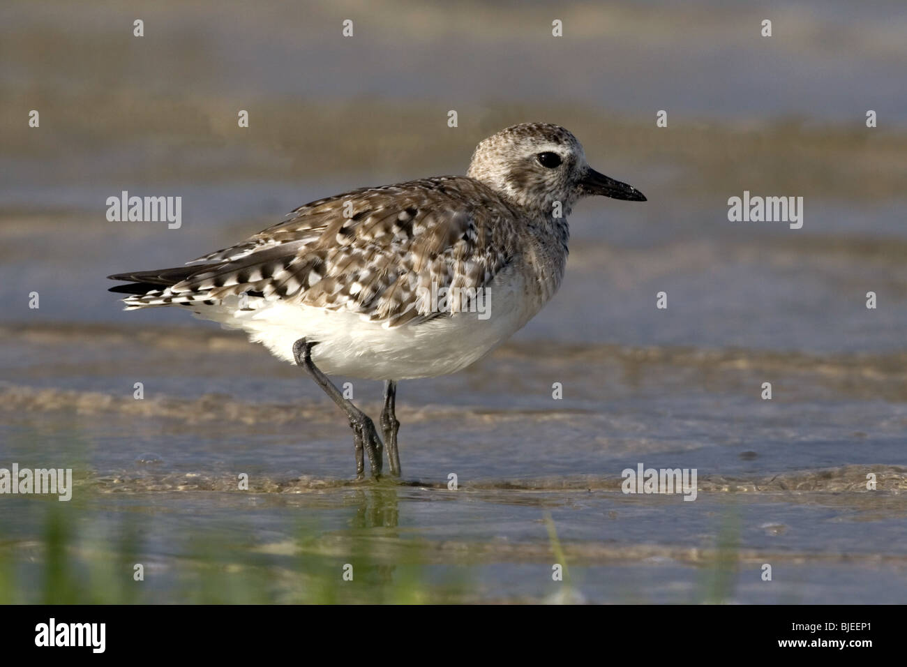 Florida beach sandpiper hi-res stock photography and images - Alamy