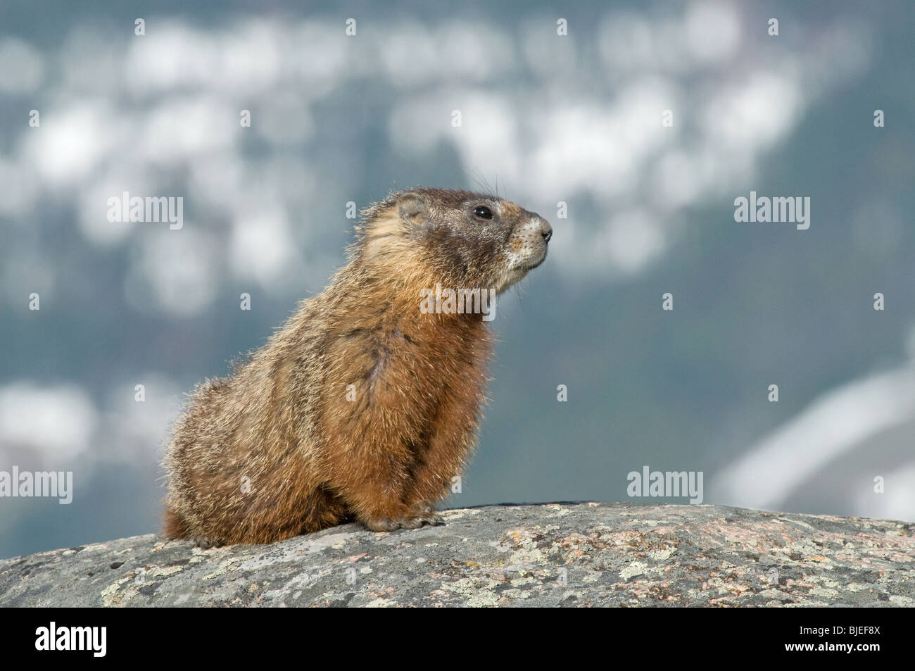 Rock chuck hi-res stock photography and images - Alamy