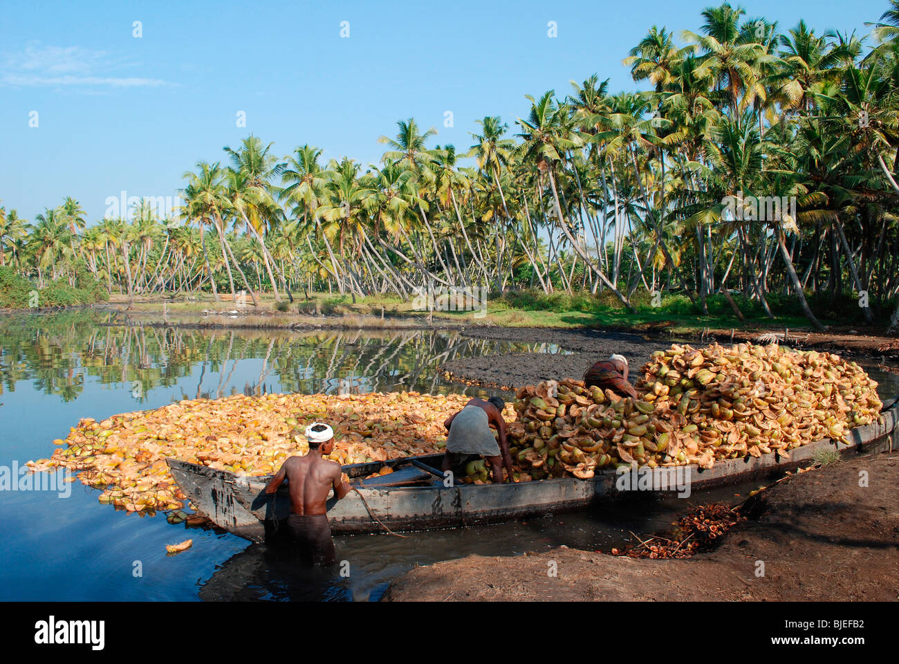 coconut shells for making coir , kerala, india Stock Photo - Alamy