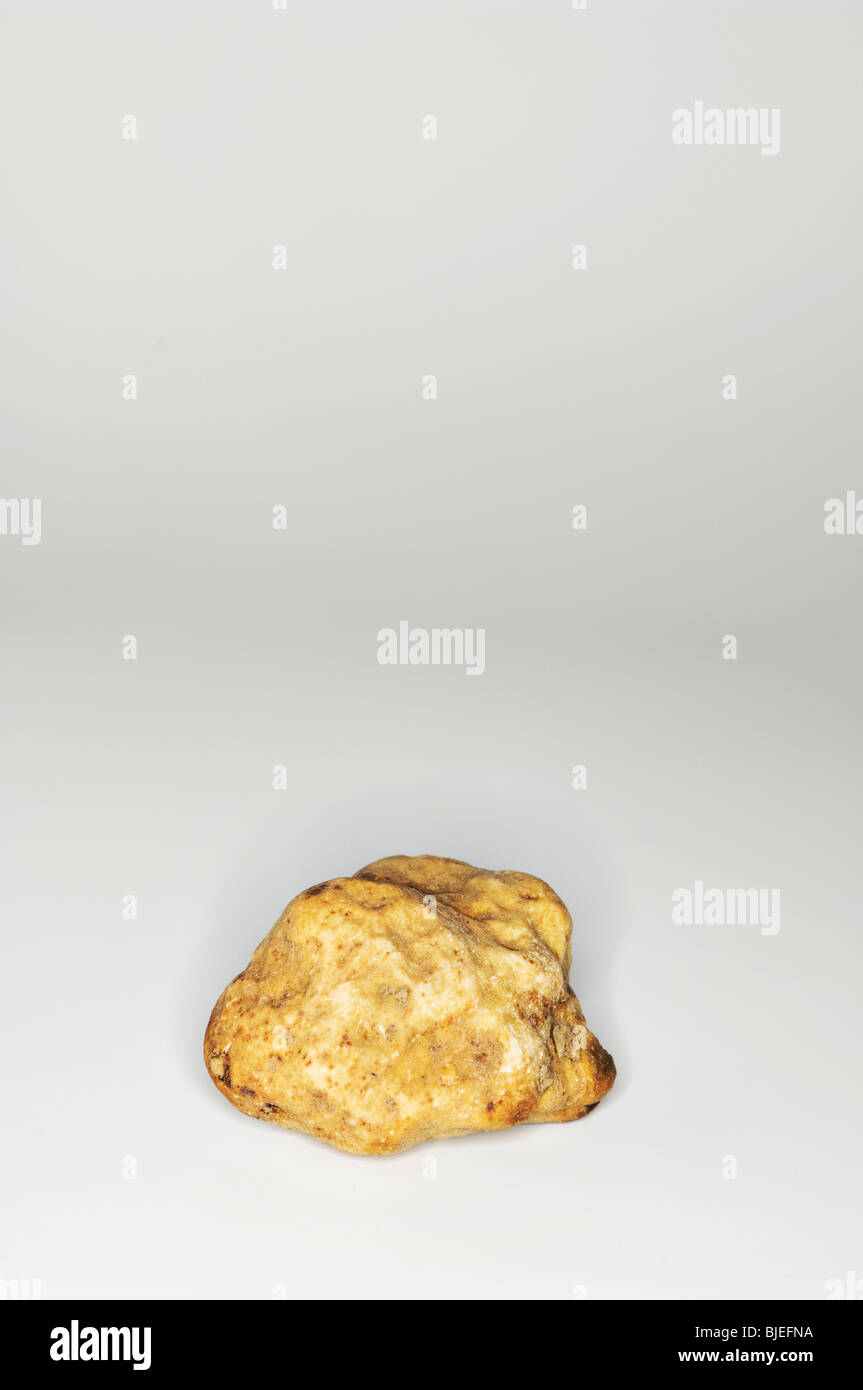 Alba truffle hi-res stock photography and images - Alamy