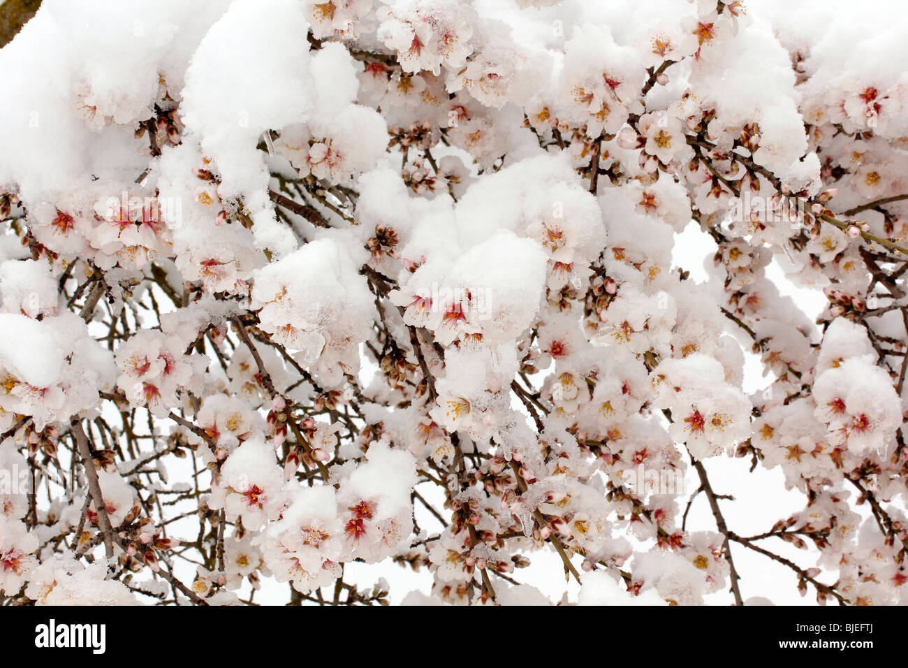 One almond tree hi-res stock photography and images - Alamy