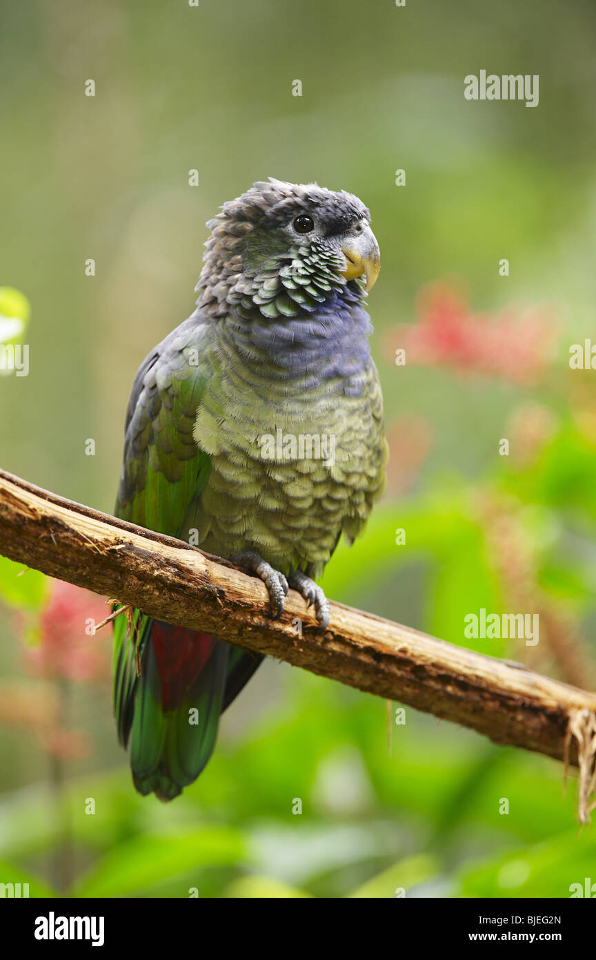 Scaly-headed Parrot (Pionus maximiliani), Foz do Iguacu, Brazil, close ...