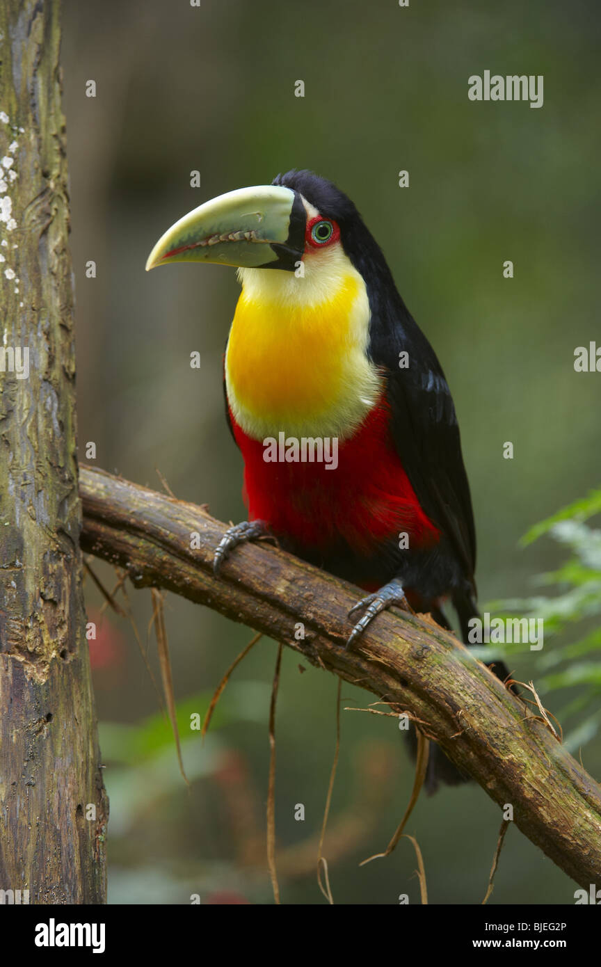 Red breasted toucan ramphastos hi-res stock photography and images - Alamy