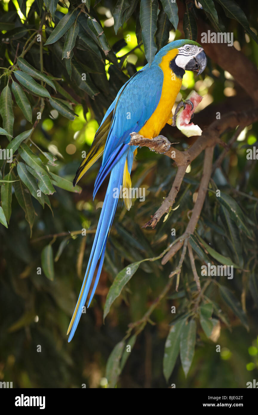 Blue yellow macaw sitting outside hi-res stock photography and images ...