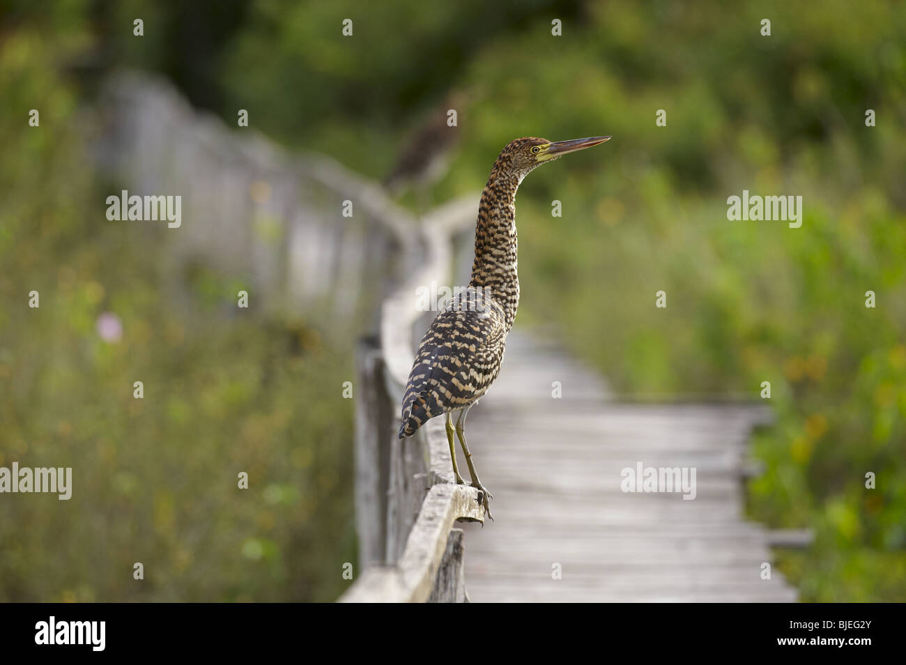 Young Rufescent Tiger Heron (Tigrisoma lineatum) on railing, Pantanal ...