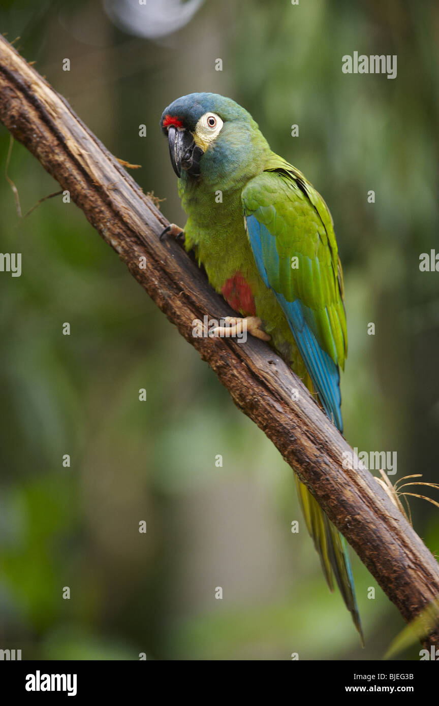 Yellow Collared Macaw