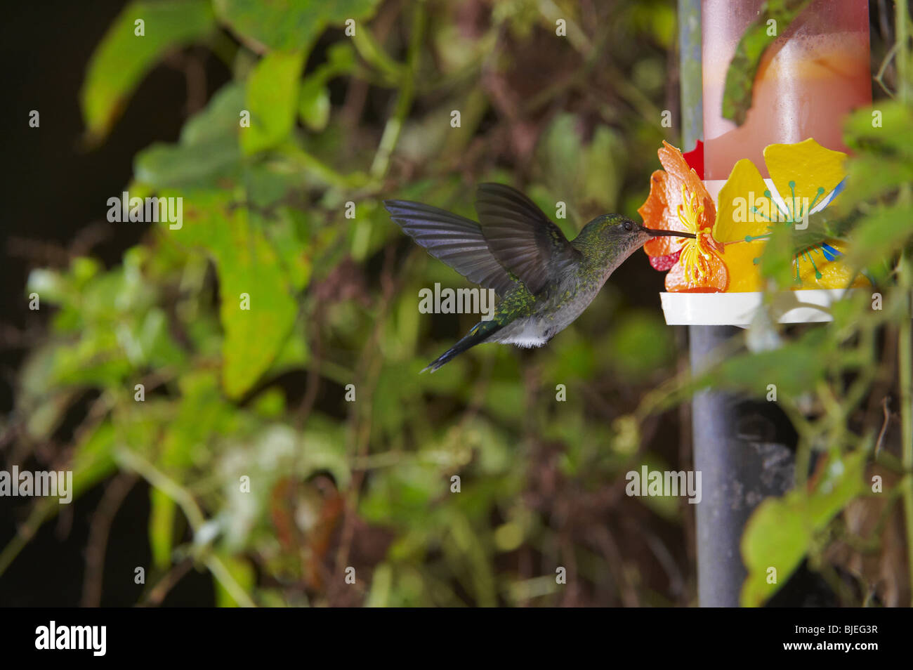 White bellied hummingbird brazil hi-res stock photography and images ...