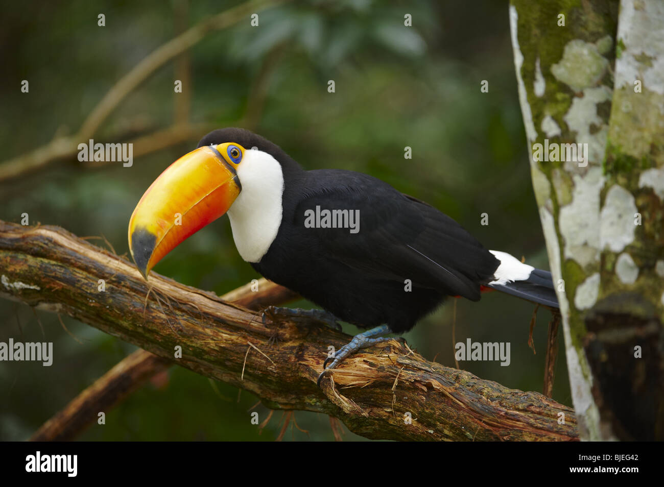 Side view toco toucan hi-res stock photography and images - Alamy