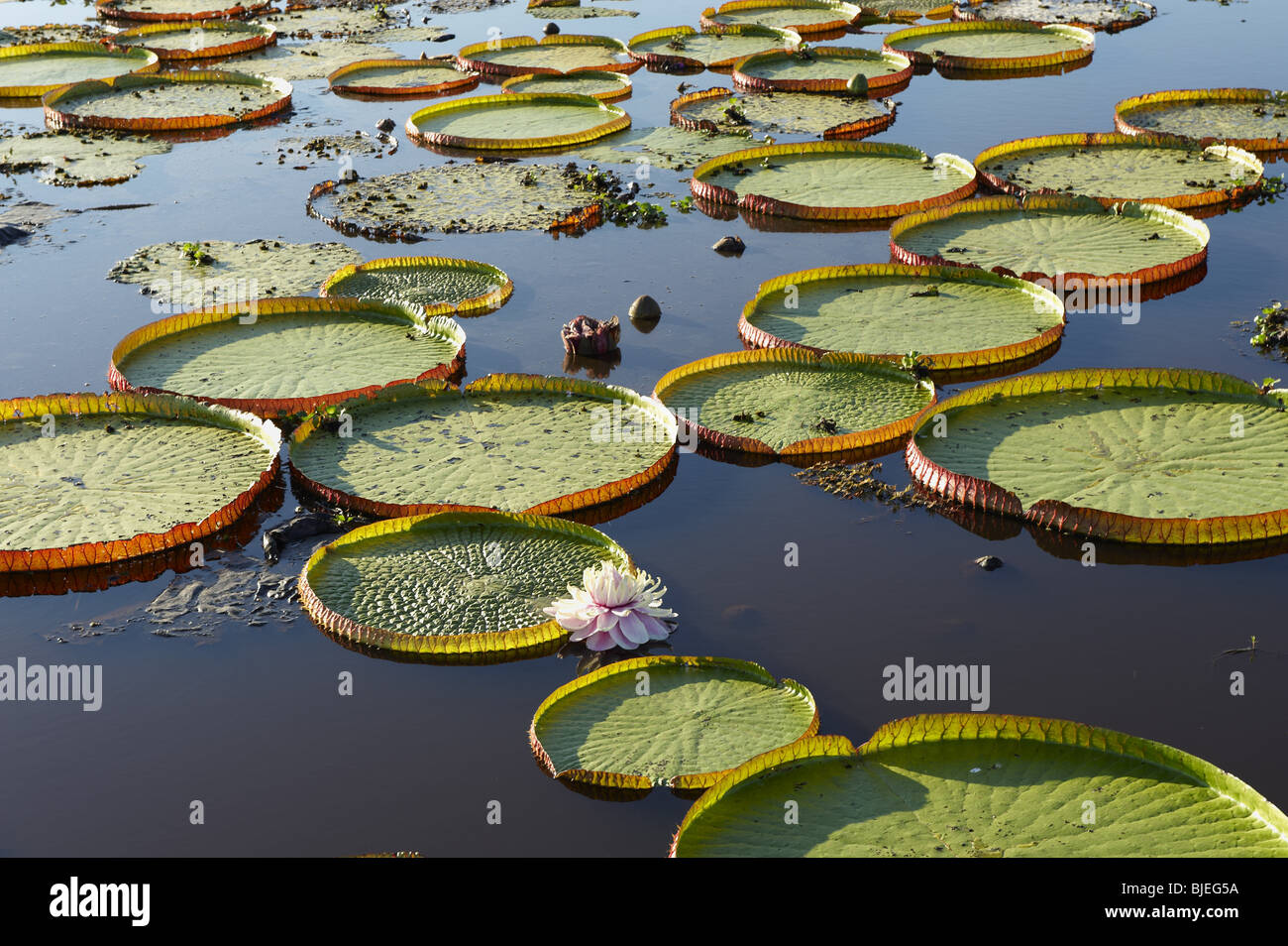 Victoria Water lilys (Victoria cruziana), Pantanal, Mato Grosso, Brazil ...