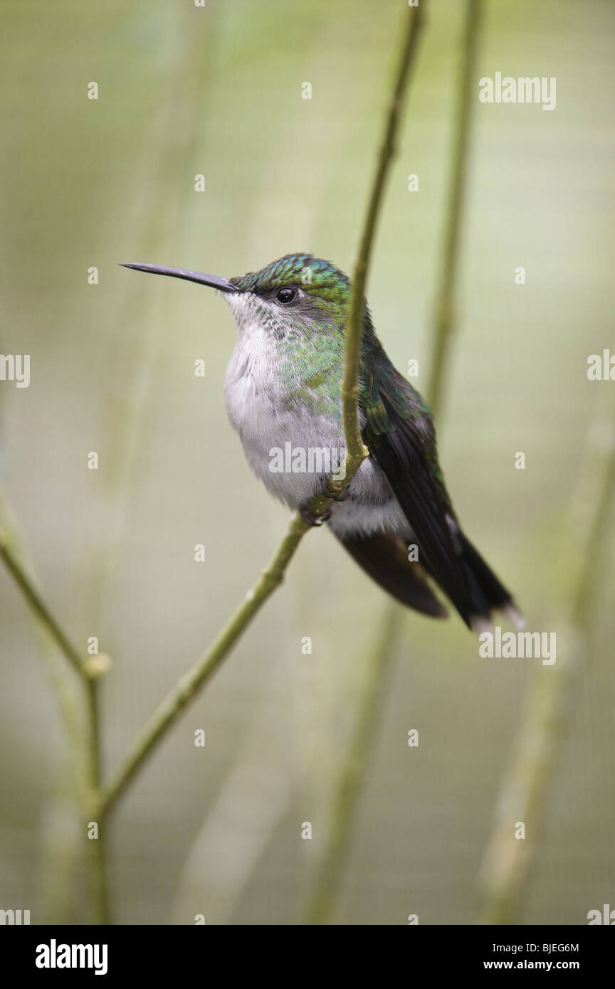 White-bellied Hummingbird (Leucippus chionogaster), Foz do Iguacu ...