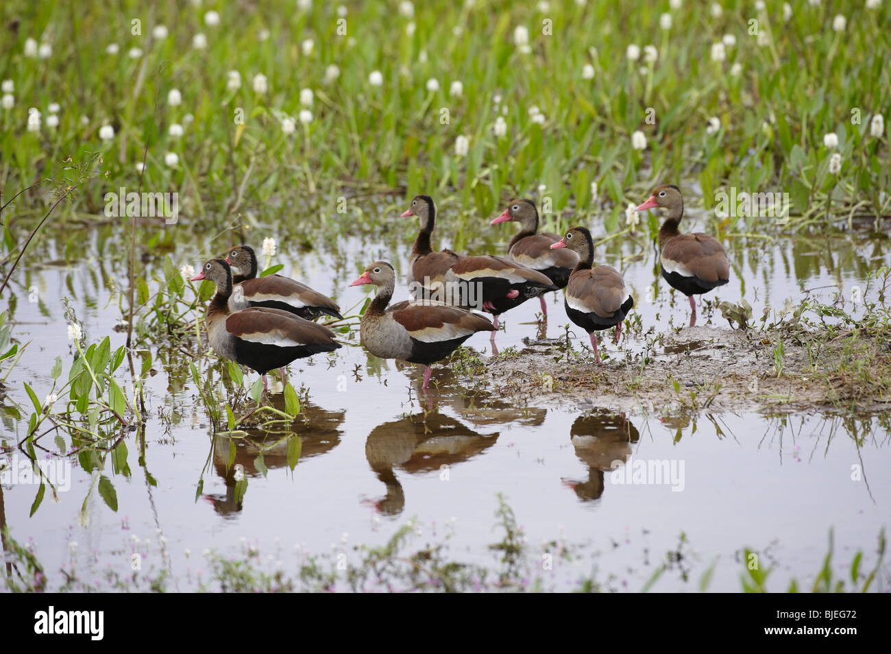 Aquatic birds in marshland, Pantanal, Mato Grosso, Brazil, side view ...