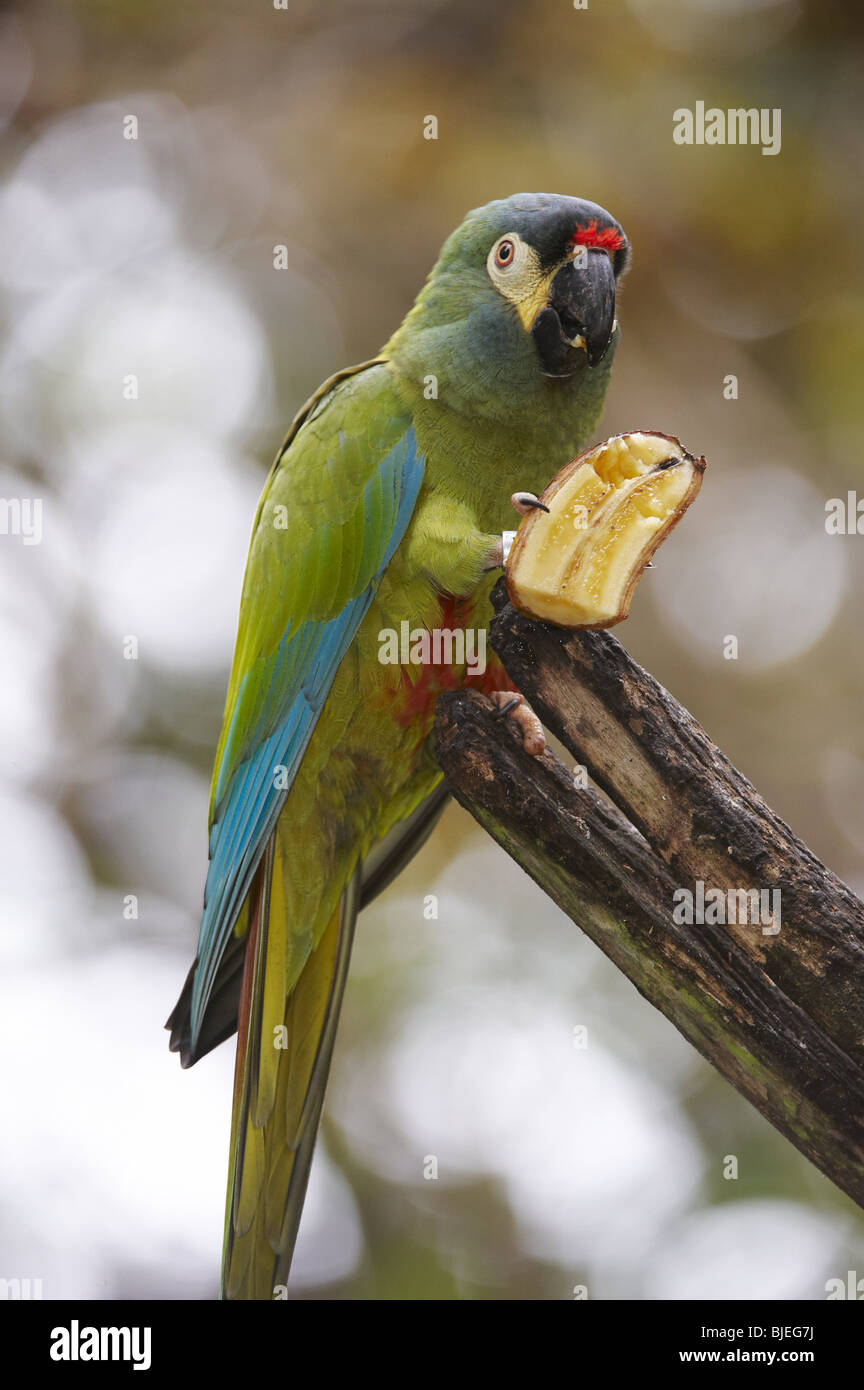 Golden-collared Macaw (Primolius auricollis), Foz do Iguacu, Brazil ...