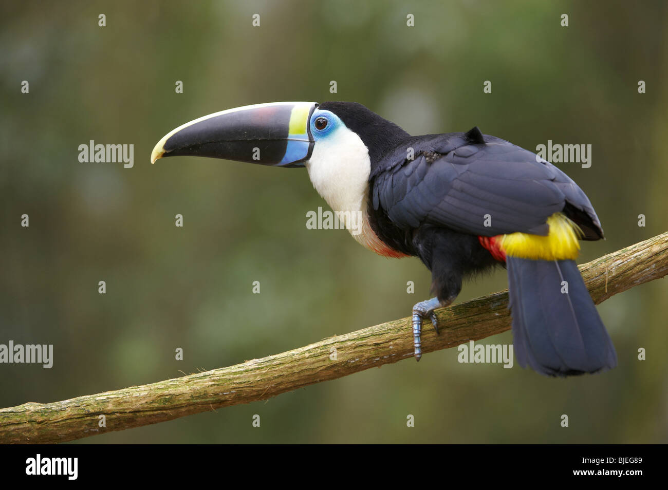 White-Throated Toucan (Ramphastos tucanus), Foz do Iguacu, Brazil, side ...