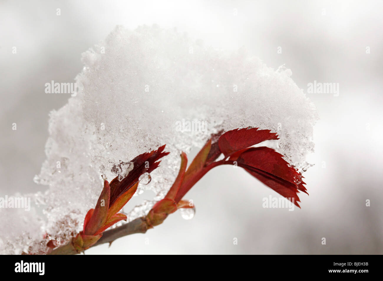 Little sprig hi-res stock photography and images - Alamy