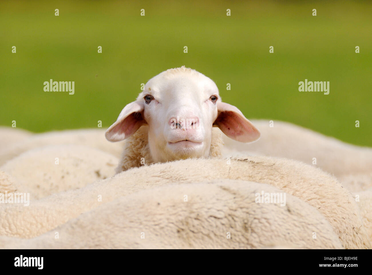 Sheep looking back hi-res stock photography and images - Alamy