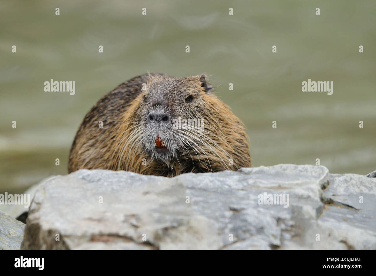 Coypu myocastor coypus sitting on a stone hi-res stock photography and ...