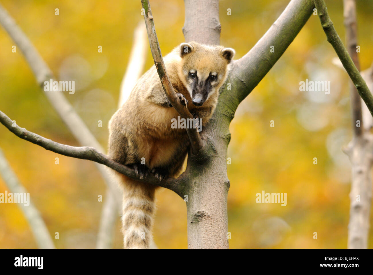 Nasua nasua hi-res stock photography and images - Alamy