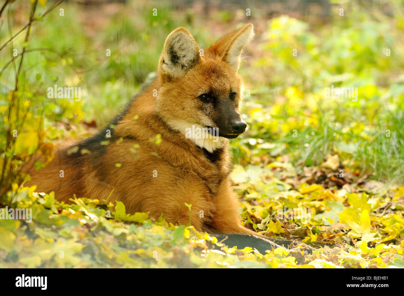 Wolf laying down hi-res stock photography and images - Alamy