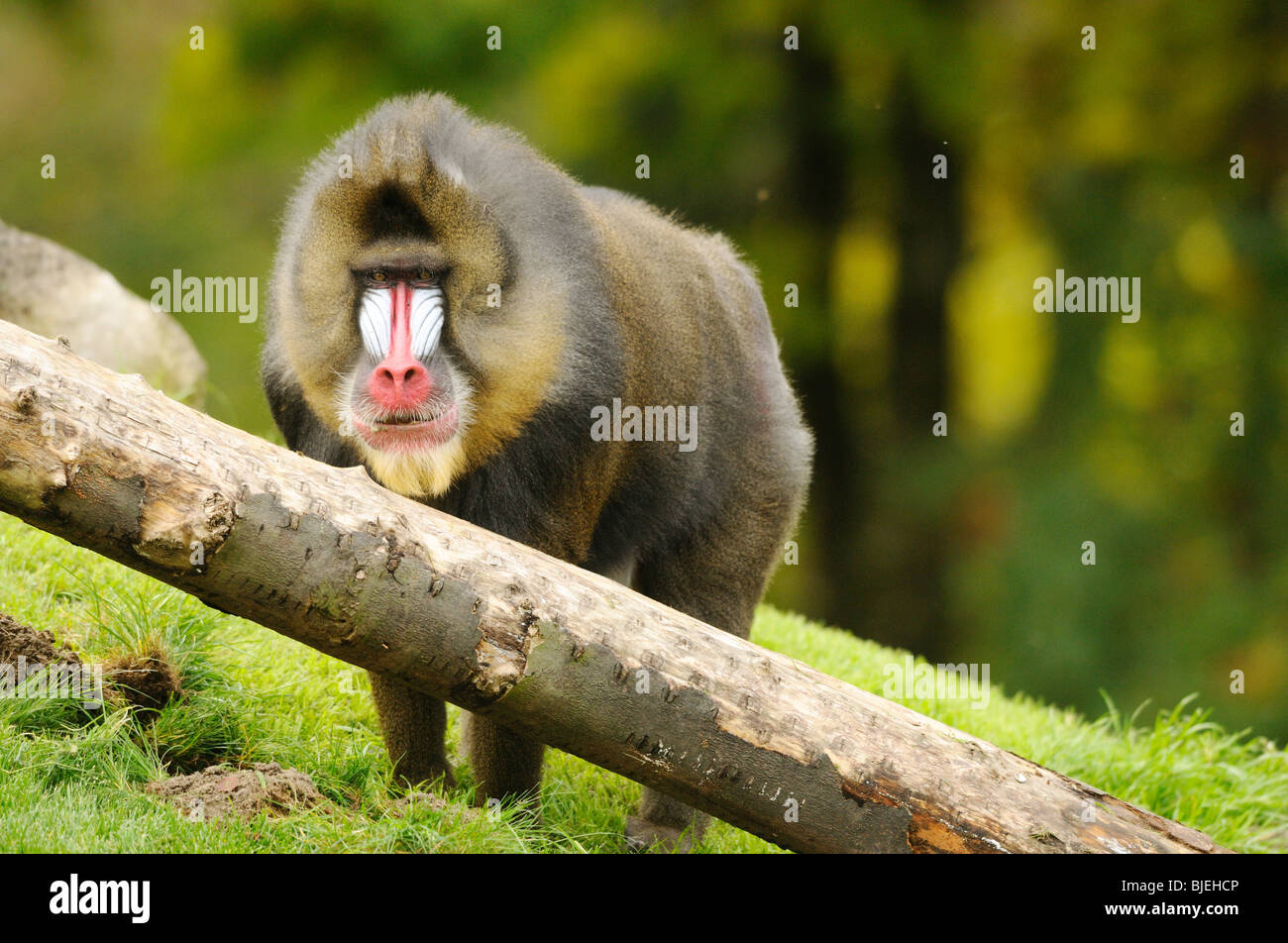 Mandrill (Mandrillus sphinx) standing behind a tree trunk, zoological ...