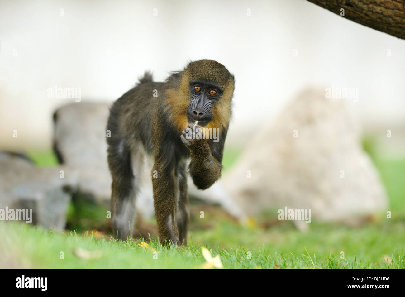 Mandrillus sphinx hi-res stock photography and images - Alamy