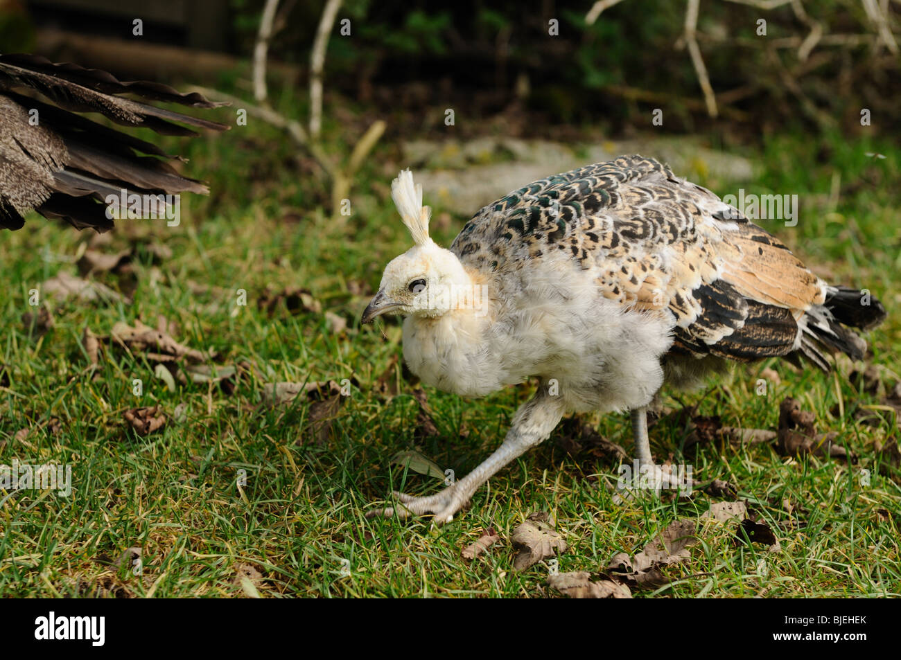 Peachick High Resolution Stock Photography and Images - Alamy
