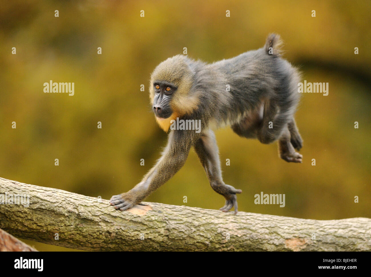 Mandrill hi-res stock photography and images - Alamy