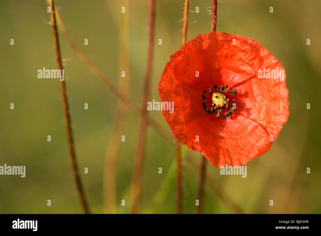 Spring flowers in Sweden, nature details Stock Photo - Alamy