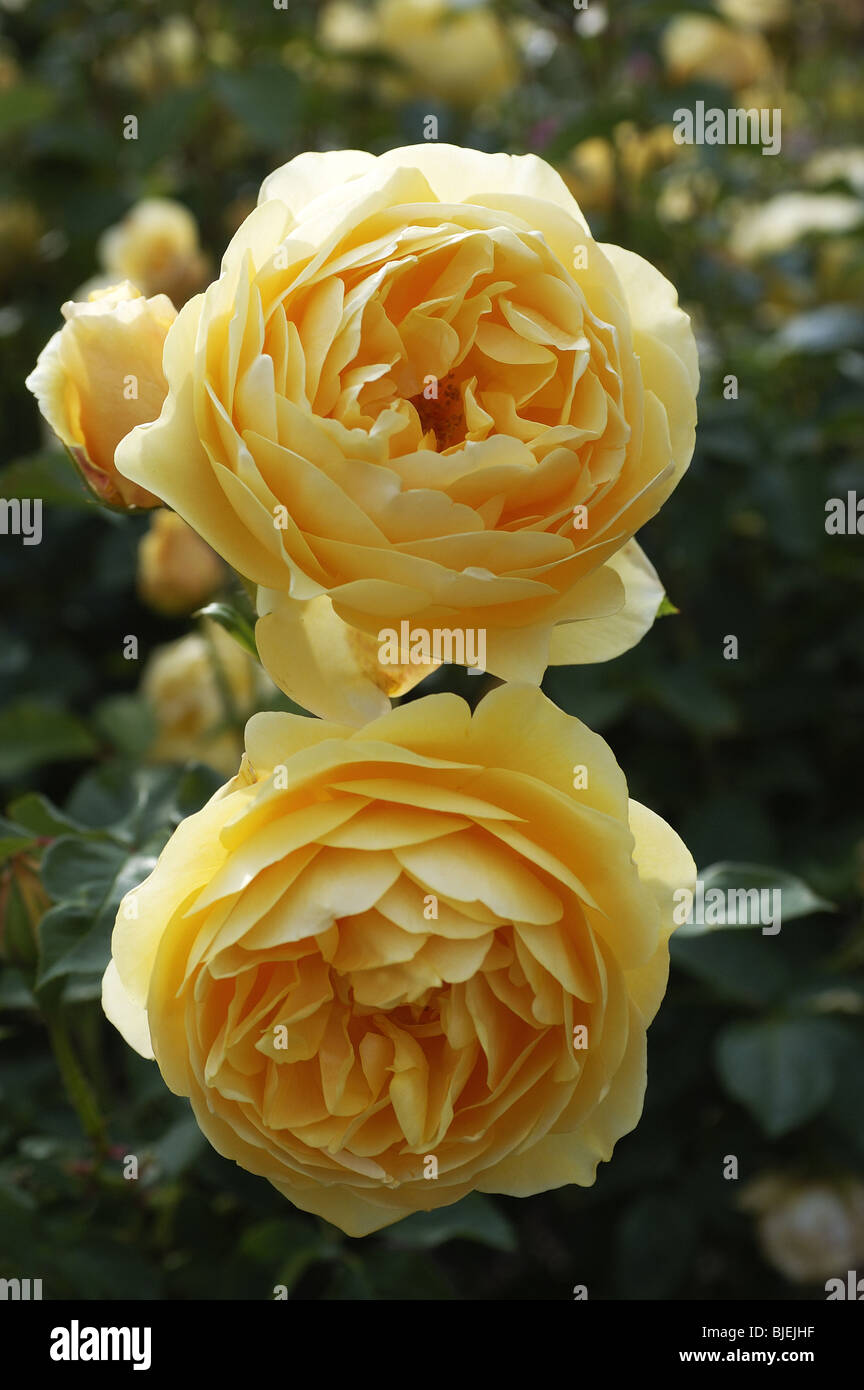 Rose 'Graham Thomas' Stock Photo - Alamy