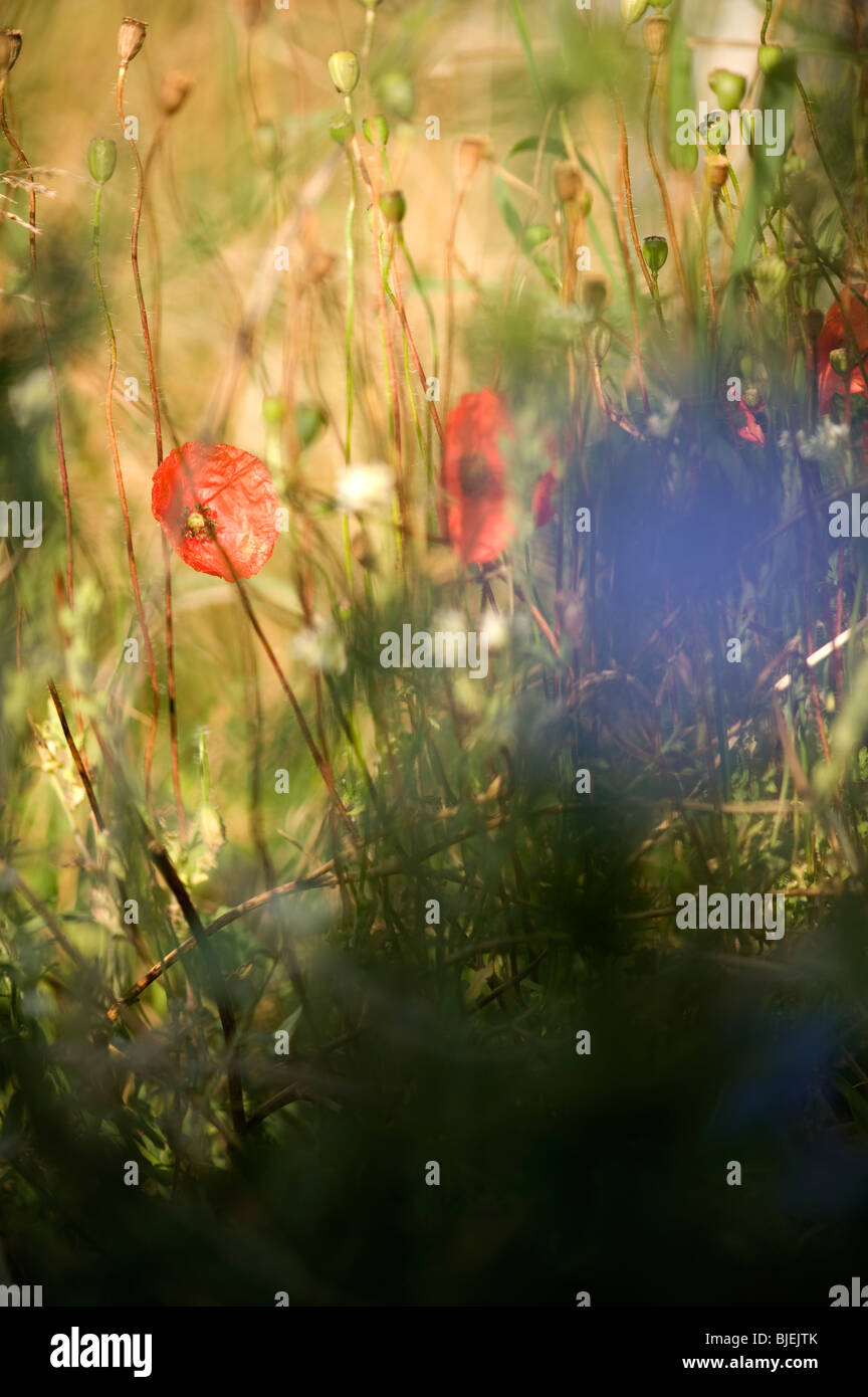 Spring flowers in Sweden, nature details Stock Photo - Alamy