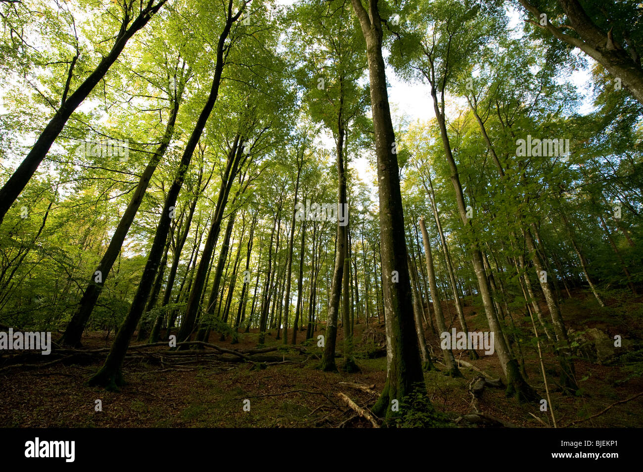 The bois do forest hi-res stock photography and images - Alamy