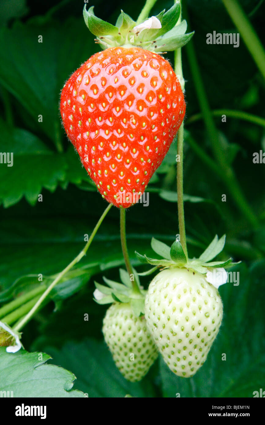 Cairnie fruit farm hi-res stock photography and images - Alamy
