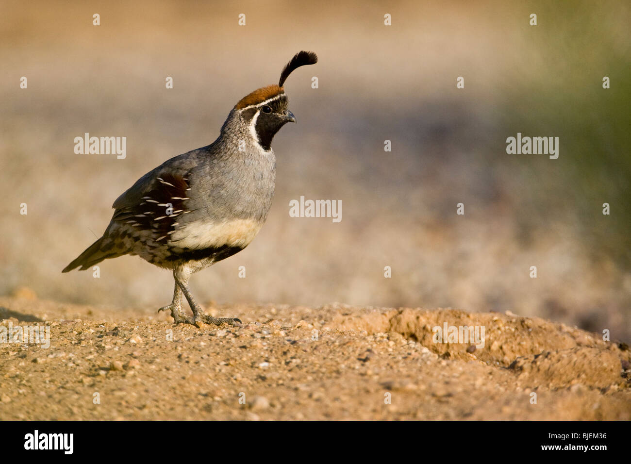 Gambels quail hi-res stock photography and images - Alamy