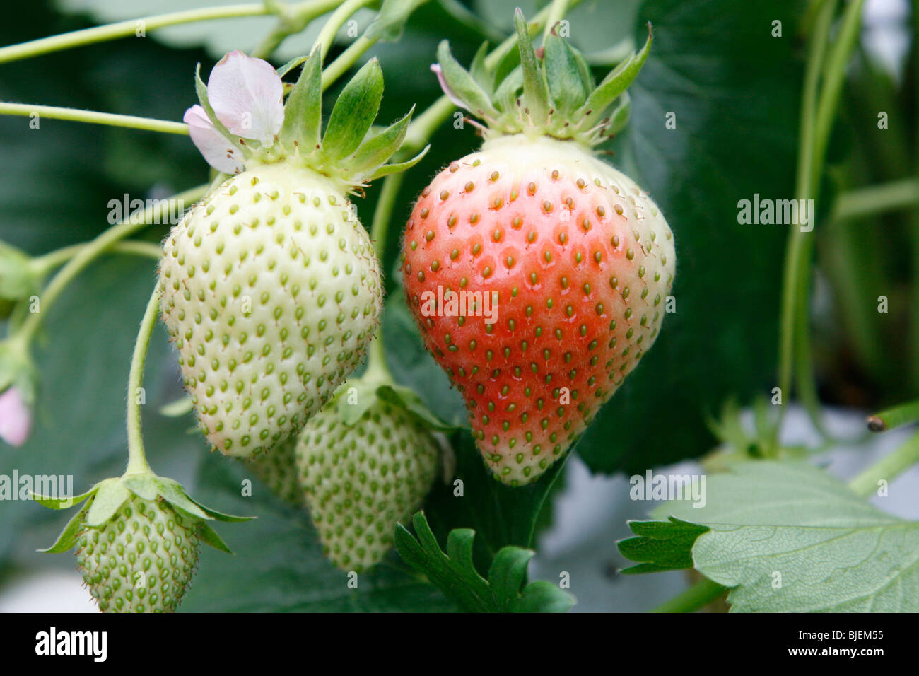Cairnie fruit farm hi-res stock photography and images - Alamy