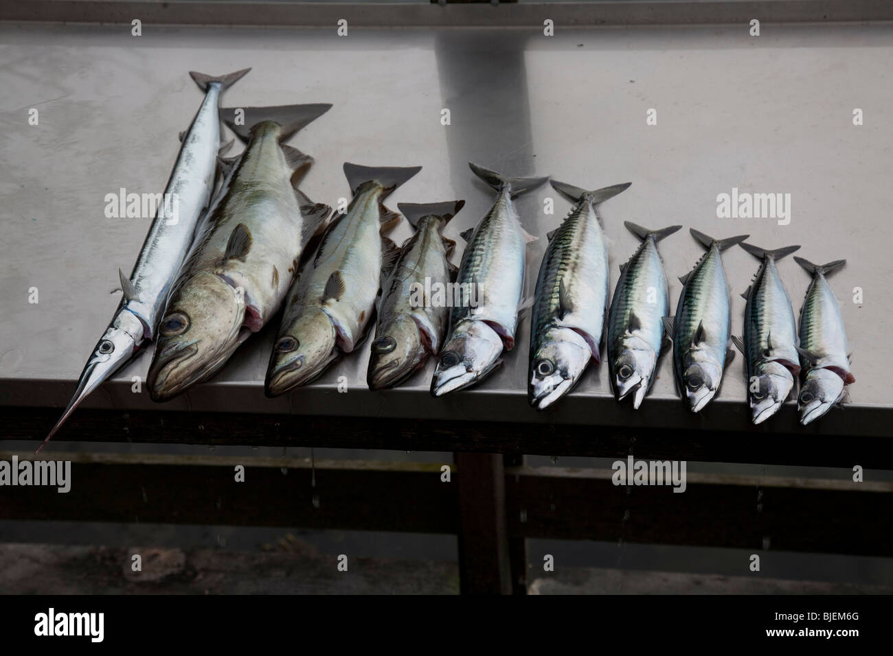 Pollack hi-res stock photography and images - Alamy