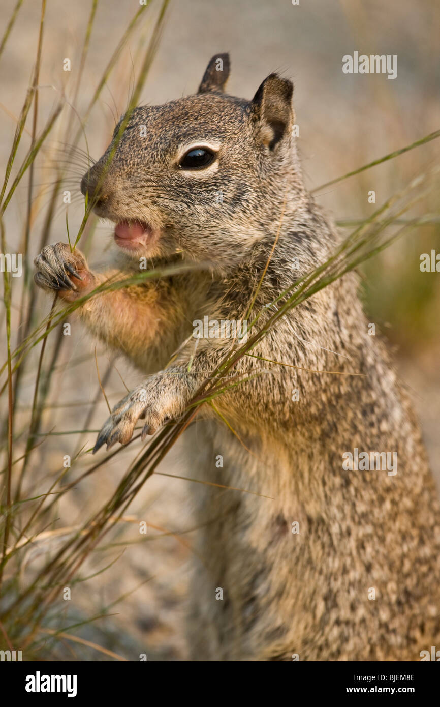 Ground squirrel gopher hi-res stock photography and images - Alamy