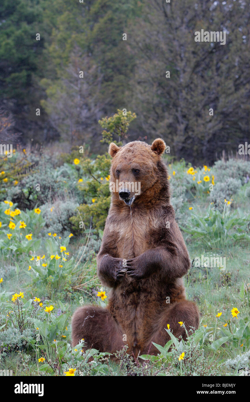 Grizzly Bear (Ursus arctos horribilis) sitting on its haunches in a flowering meadow Stock Photo ...