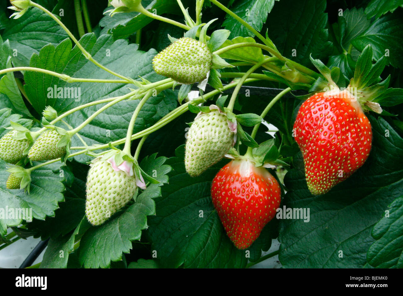 Cairnie fruit farm hi-res stock photography and images - Alamy