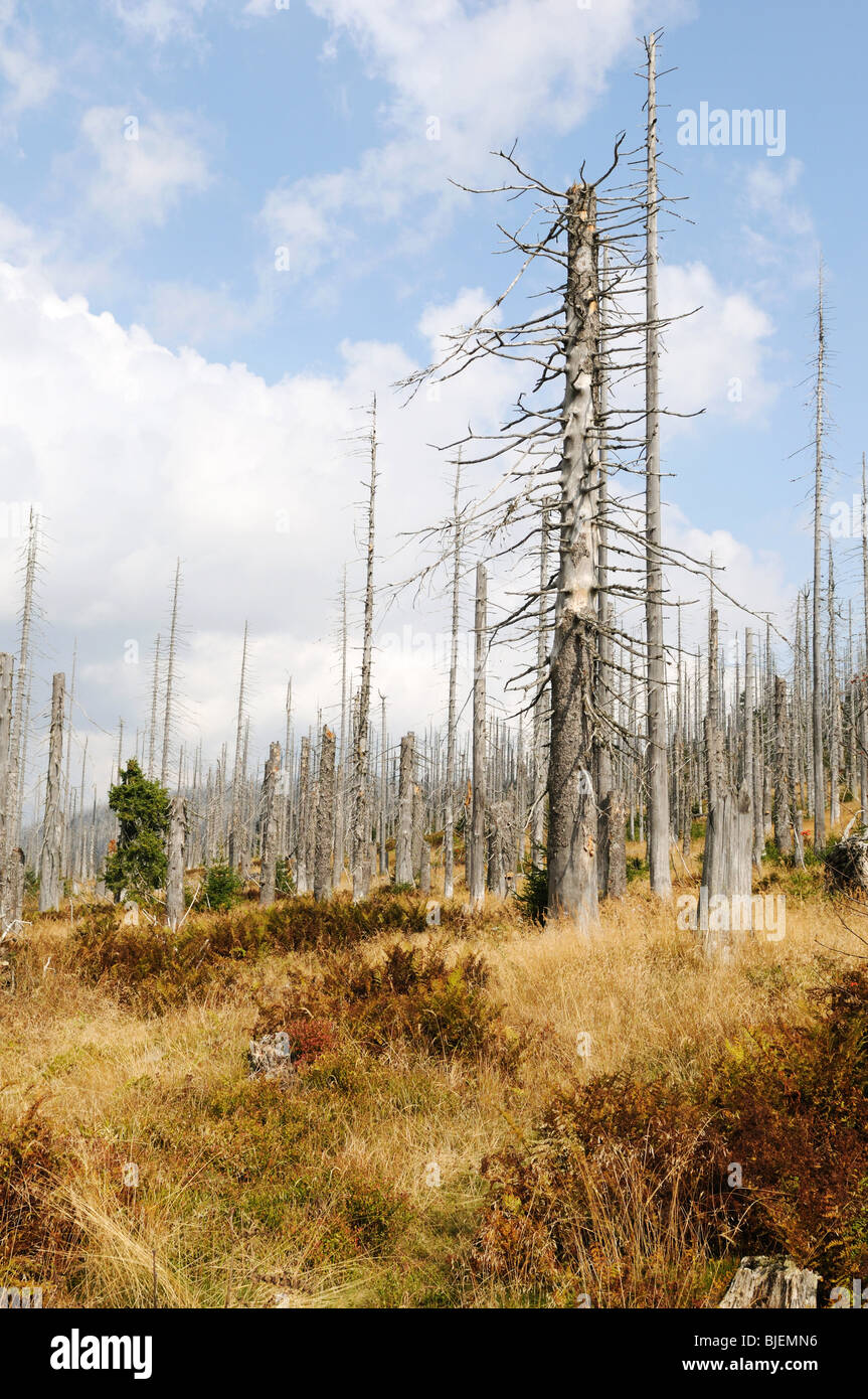 Forest dieback in the Bavarian Forest, Germany Stock Photo - Alamy
