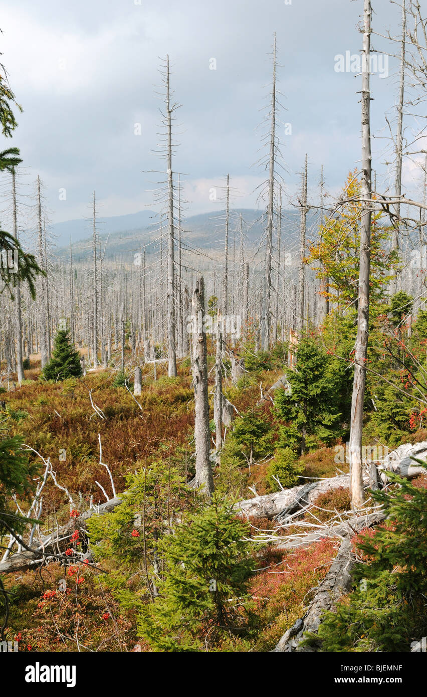 Forest dieback in the Bavarian Forest, Germany, high angle view Stock ...