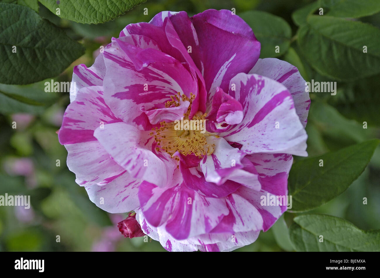 Rosa gallica Versicolor (Rosa Mundi) Gallica (circa 1600 Stock Photo ...
