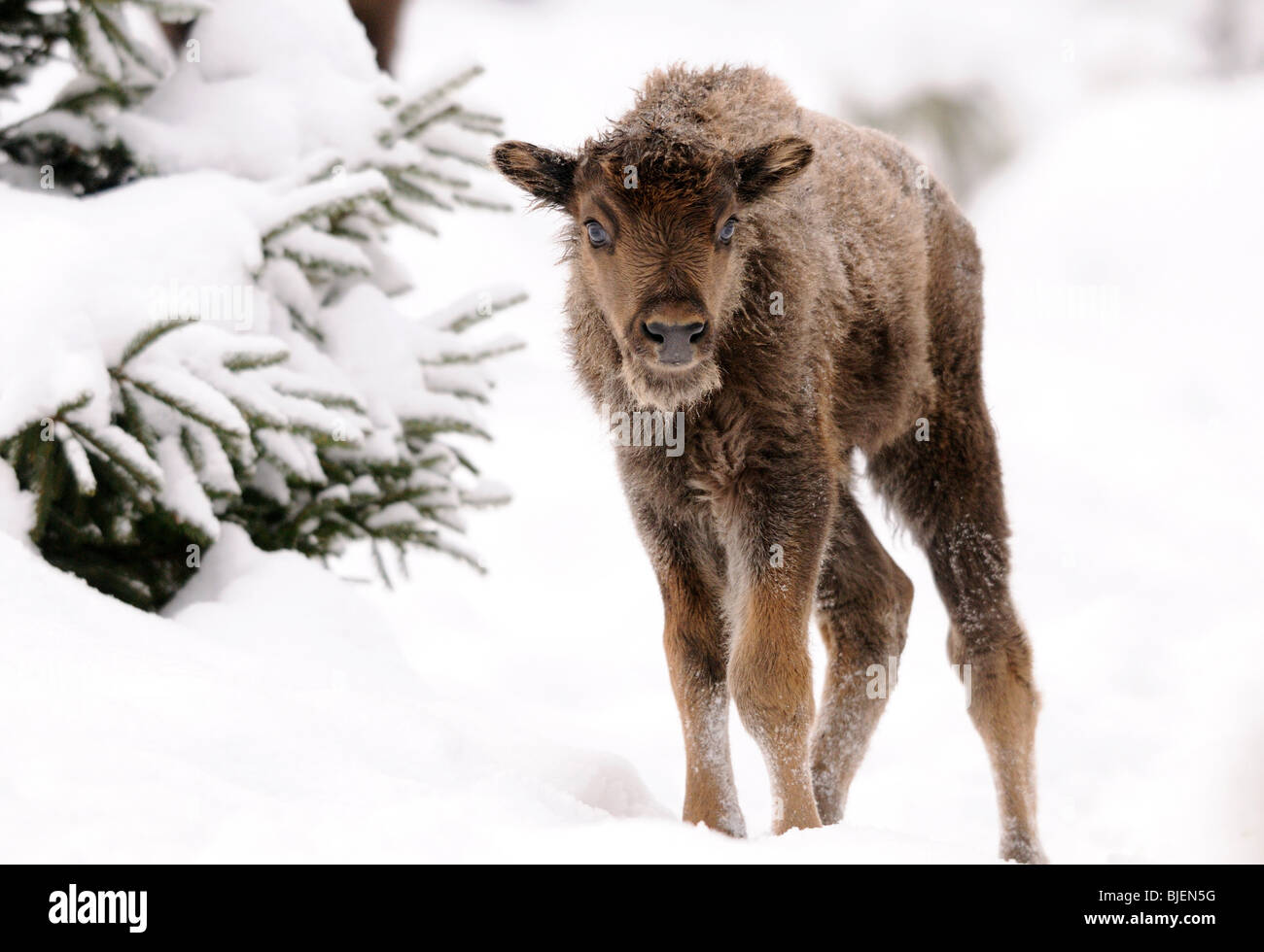 Bison in snow hi-res stock photography and images - Alamy