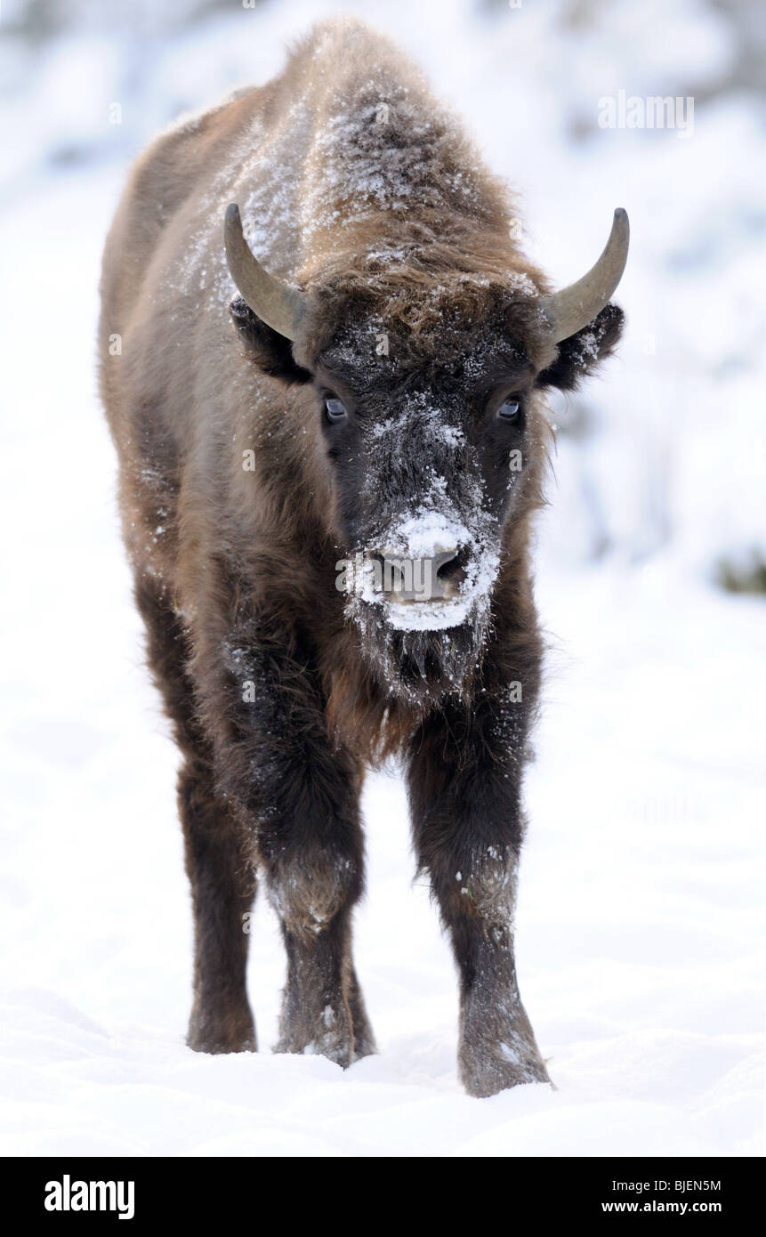 Wisent (Bison bonasus) in snow Stock Photo - Alamy